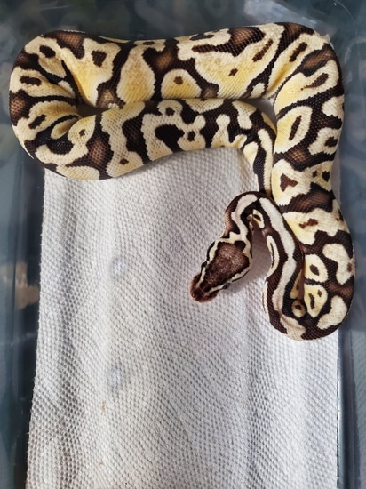 Firefly Het Desert Ghost Ball Python by Krafting Balls