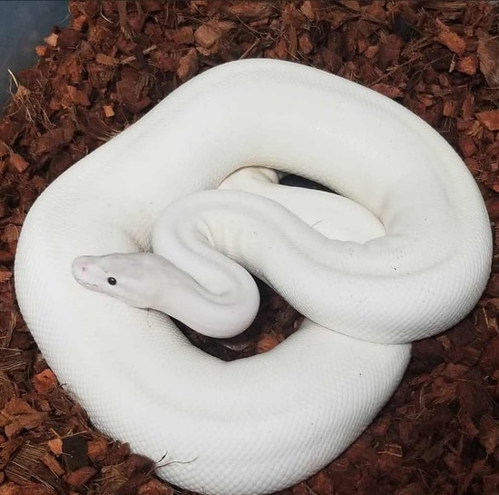 Pastel Ivory Ball Python by Krafting Balls