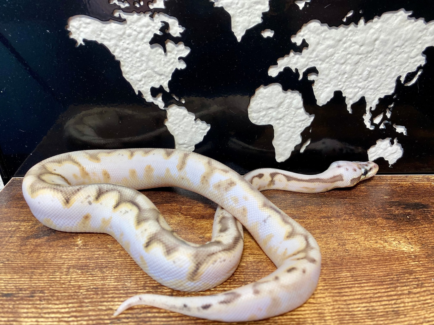 Queenbee Sugar Ball Python by Valley Herpetoculture - MorphMarket