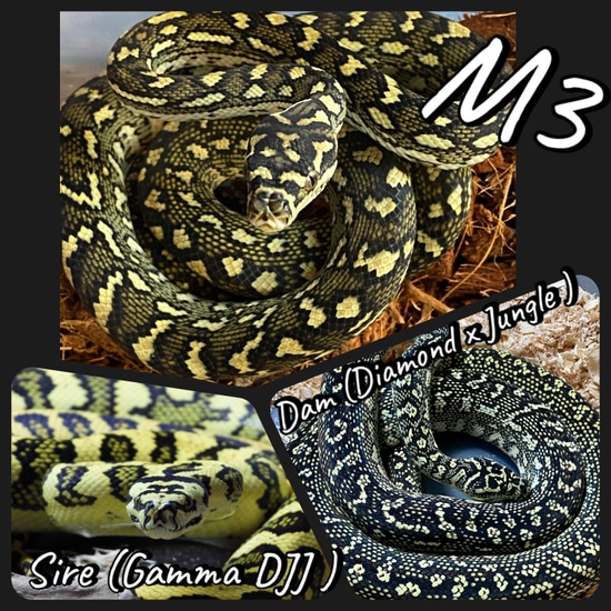 Gamma DJJ Sib Other Carpet Python by Valley Herpetoculture