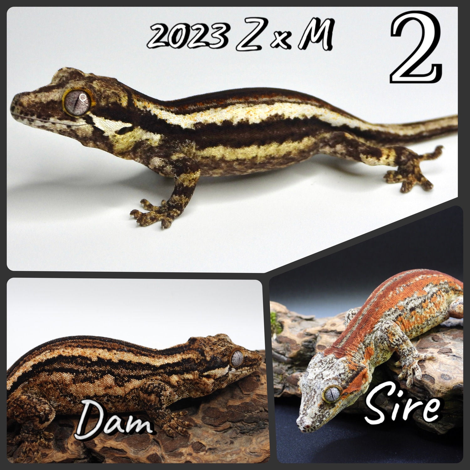 High Contrast Red/Orange Stripe **$250 SHIPPED** Gargoyle Gecko by ...