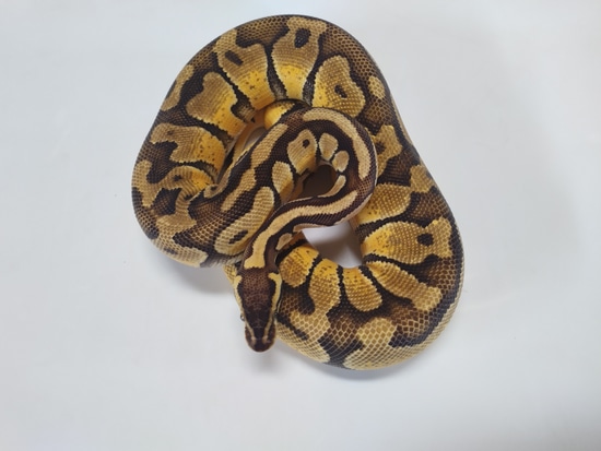 OD, Enchi Ball Python by JK Reptile LAB