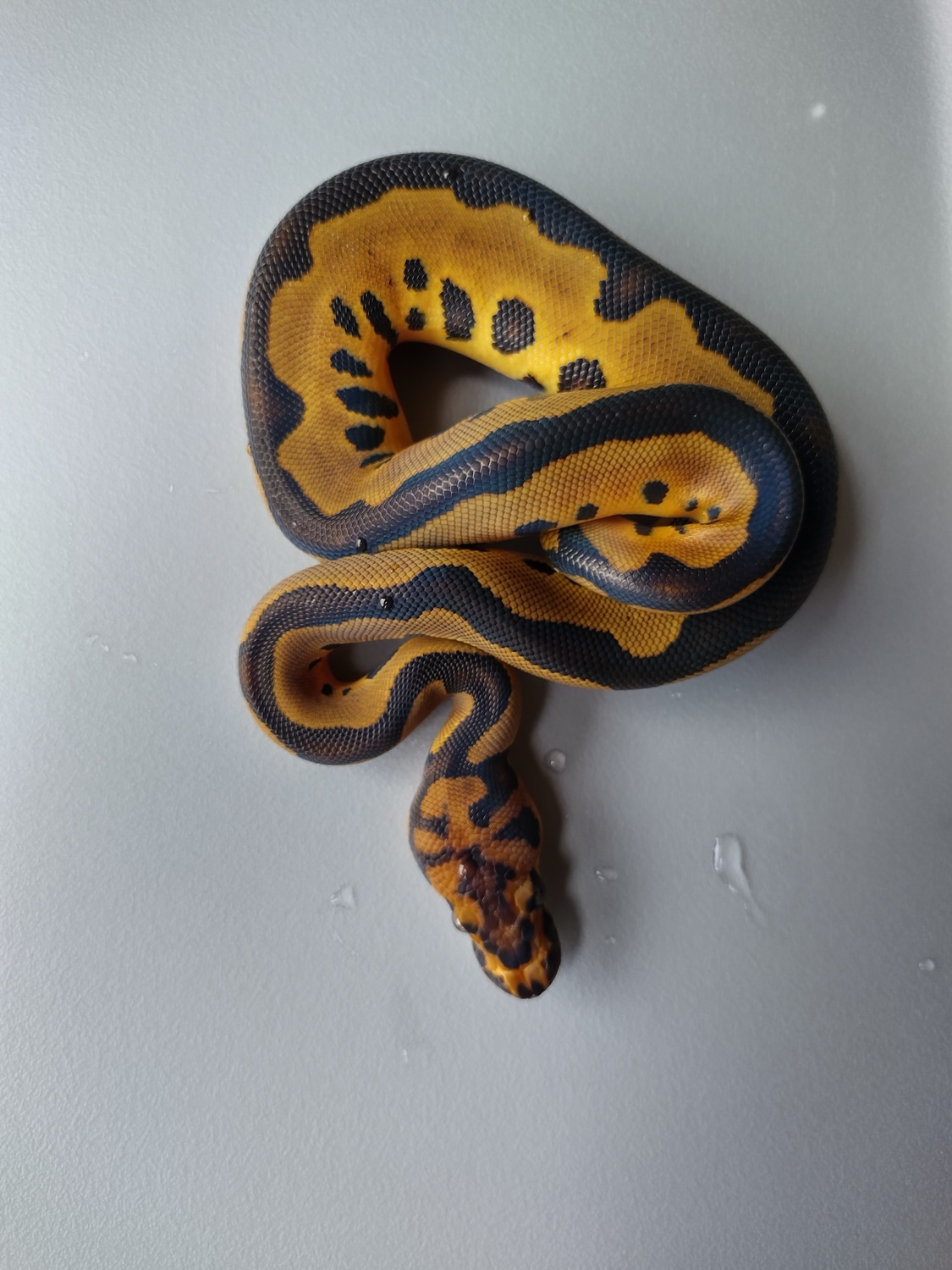 Leopard Clown Ball Python by JK Reptile LAB - MorphMarket