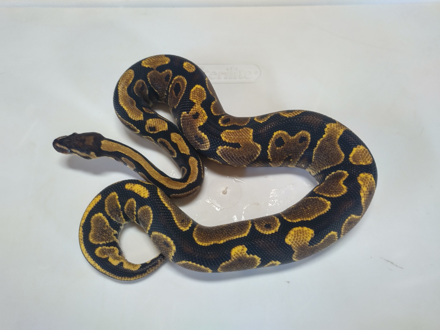 Fire, YB Ball Python by JK Reptile LAB - MorphMarket