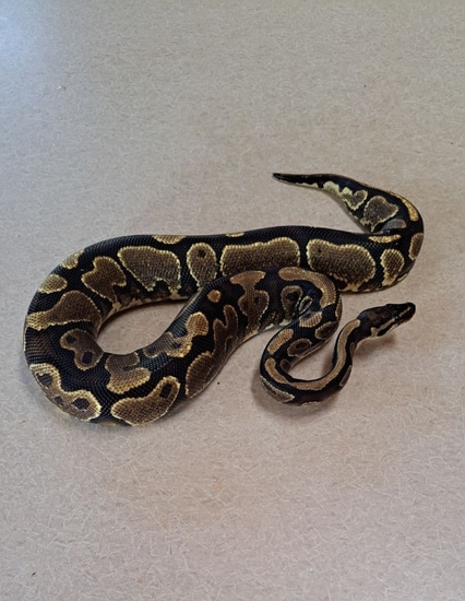 Fire, YB Ball Python by JK Reptile LAB
