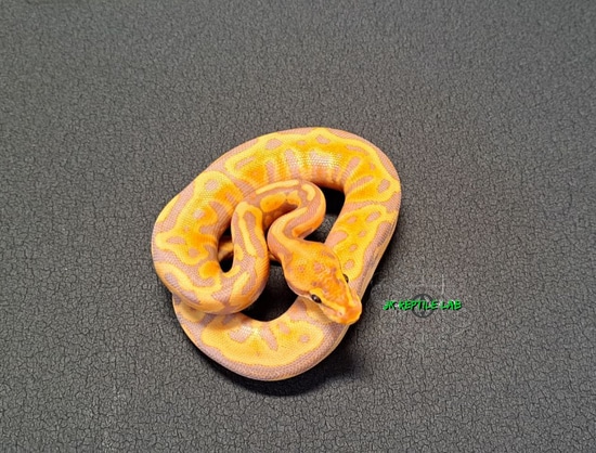 Banana, Spotnose, Leopard, Het Clown Ball Python by JK Reptile LAB
