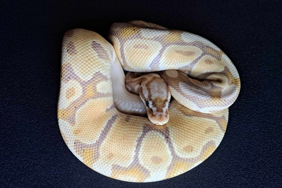 Pastel, Banana, Het Clown Ball Python by JK Reptile LAB