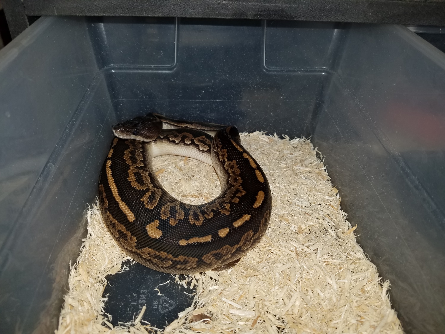 Cinnamon Mahogany Ball Python by J&K Reptiles - MorphMarket