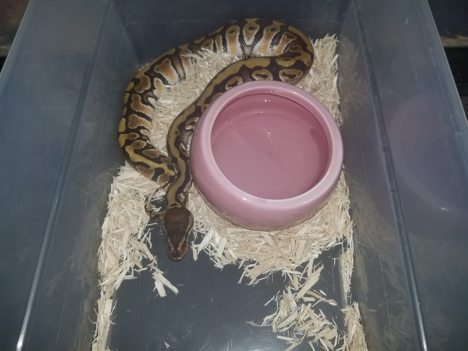 Hidden Gene Woma Mystic Ball Python by J&K Reptiles - MorphMarket
