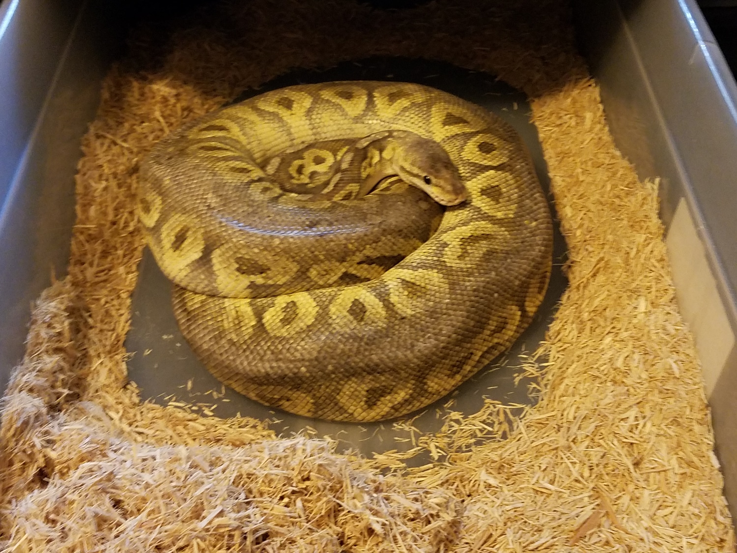 Sterling Lesser Ball Python by J&K Reptiles - MorphMarket