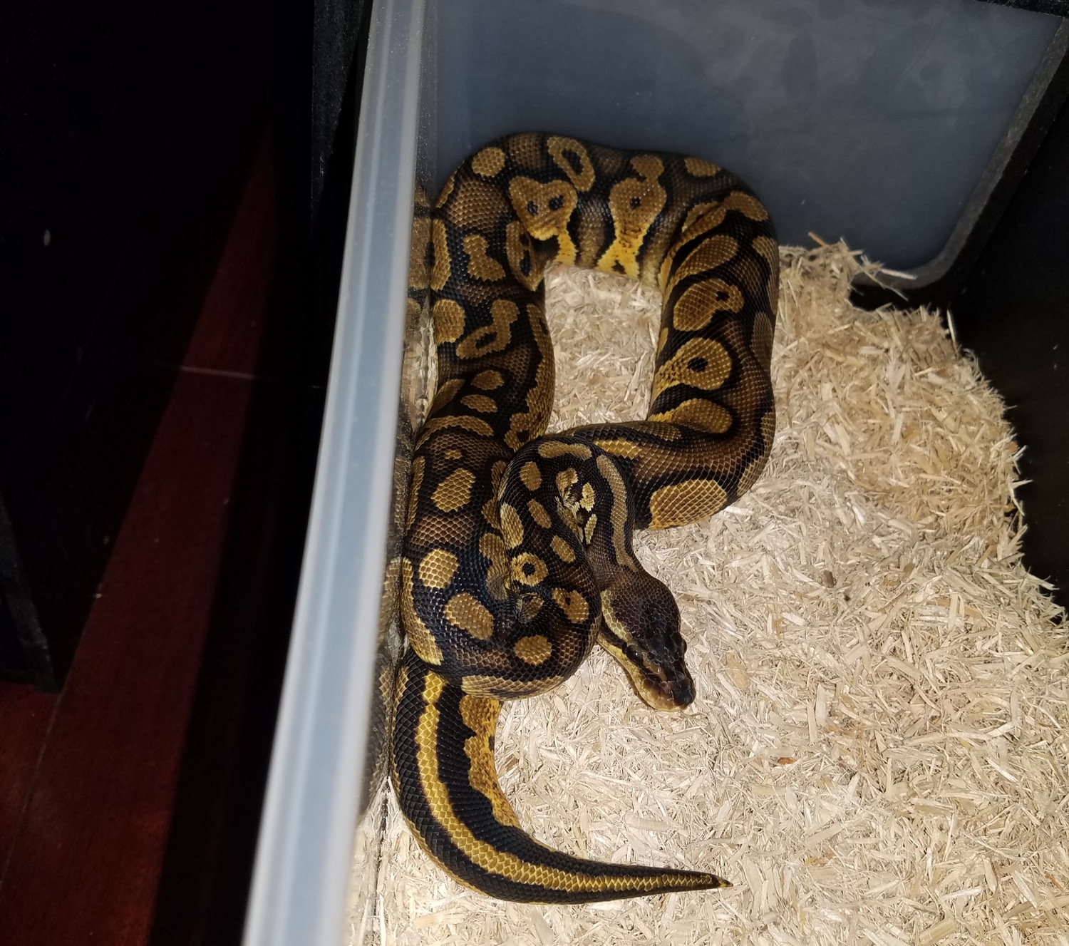 Pastel Mahogany Ball Python by J&K Reptiles - MorphMarket