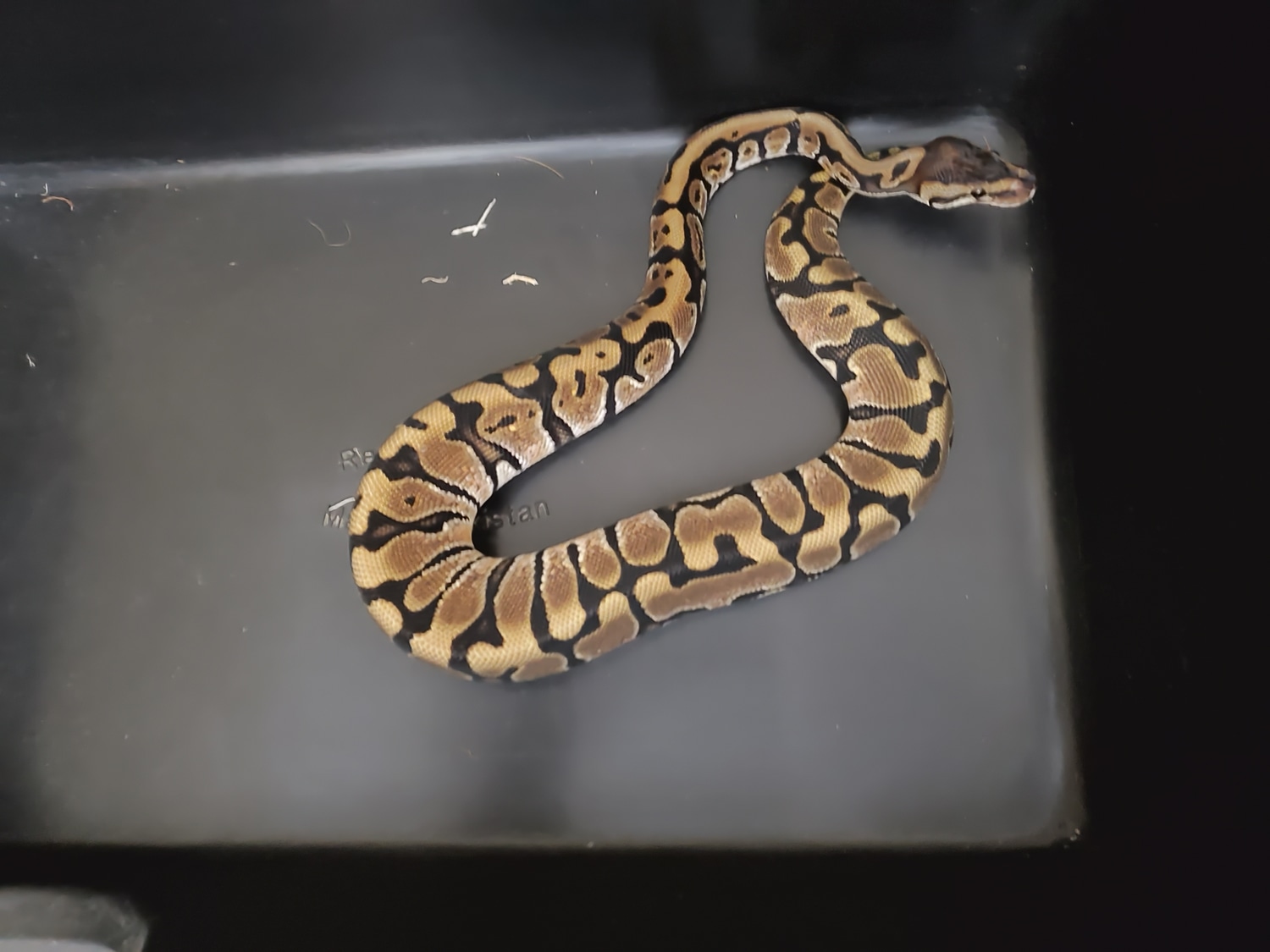 Hidden Gene Woma Ball Python by J&K Reptiles - MorphMarket