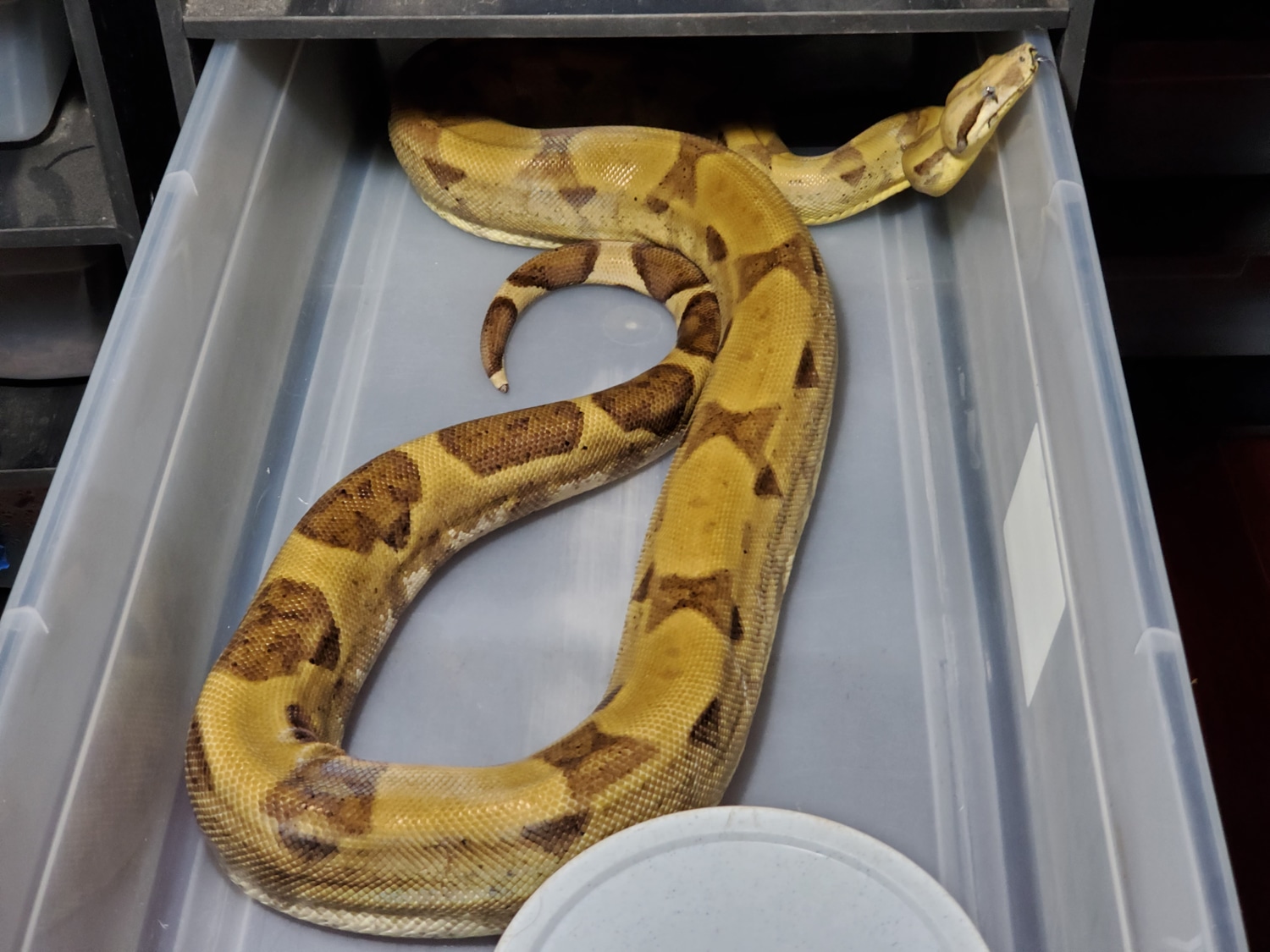 Adult Male Het Moonglow Boa Constrictor by J&K Reptiles - MorphMarket