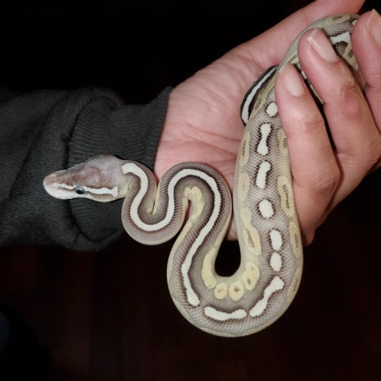 Lesser Pewter Ball Python by J&K Reptiles