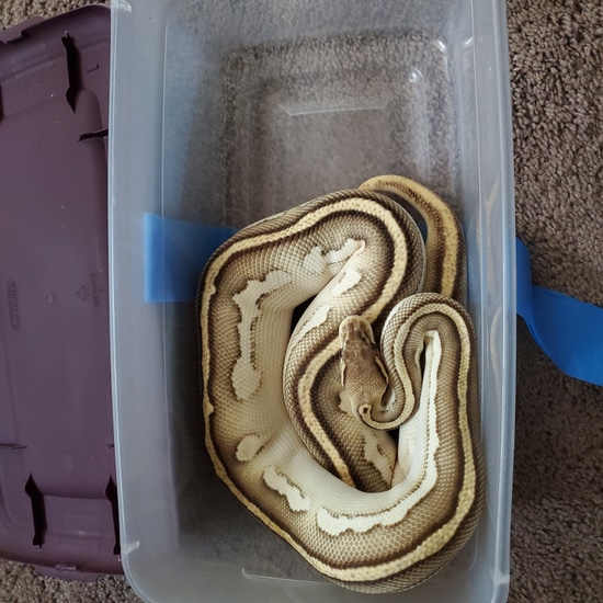 Bongo Lesser Orange Dream Ball Python by J&K Reptiles