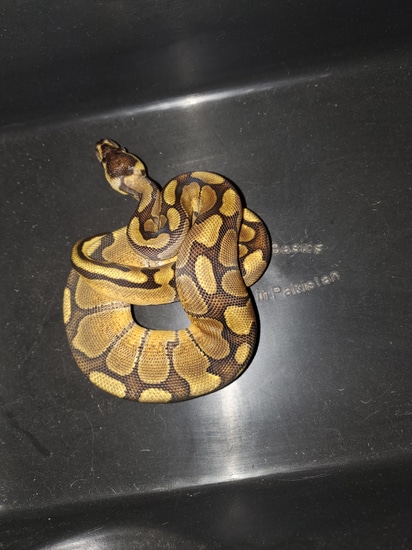 Pastel Red Stripe Ball Python by J&K Reptiles