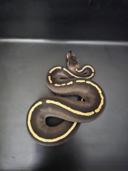 Mahogany Mojave GHI Ball Python by J&K Reptiles