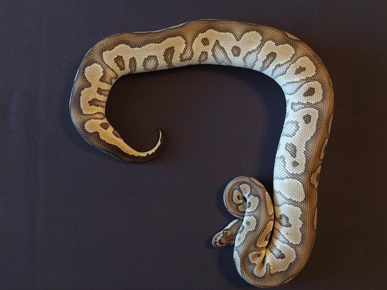Mojave Clown Ball Python by JK Serpents - MorphMarket