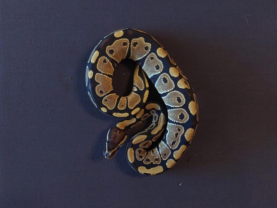 Normal Ball Python by JK Serpents