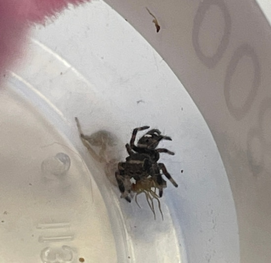 Phidippus Regius Jumping Spider Sling by JK's Pets