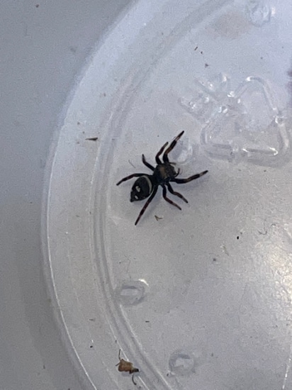 Phidippus Regius Jumping Spider Sling by JK's Pets