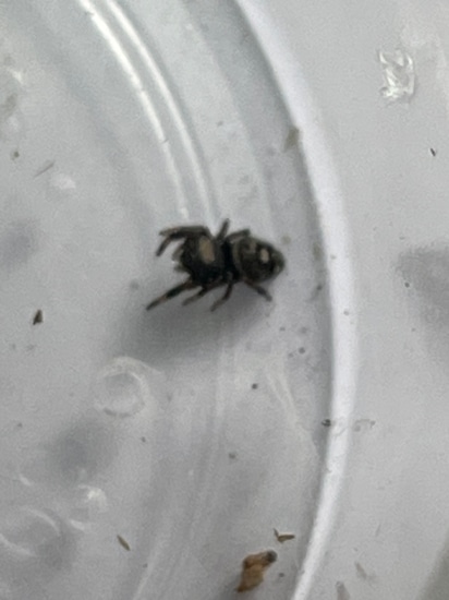 Phidippus Regius Jumping Spider Sling by JK's Pets