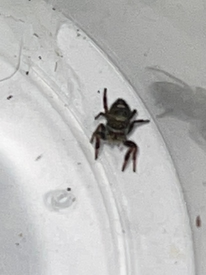 Phidippus Regius Jumping Spider Sling by JK's Pets