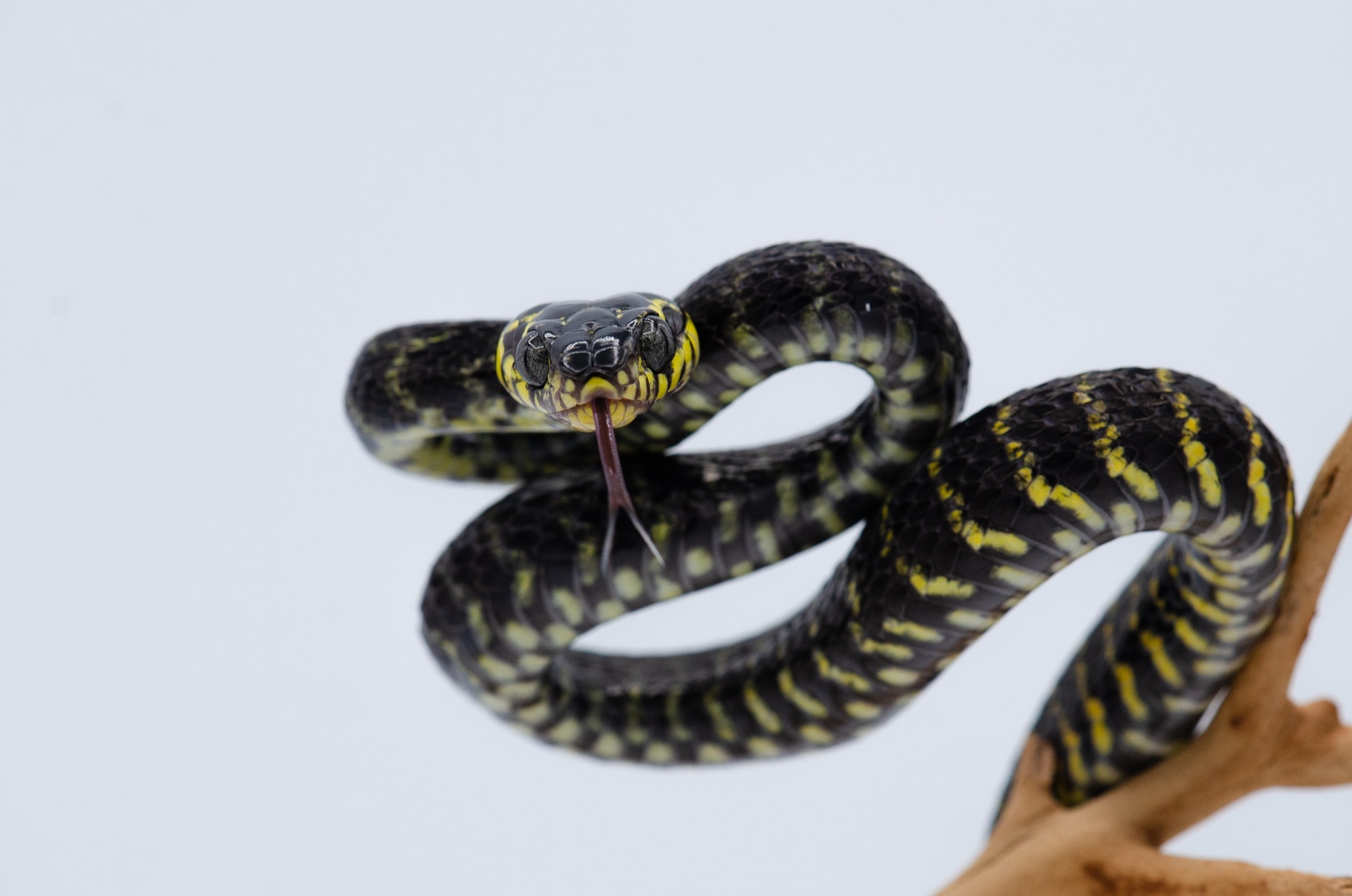 CBB Sulawesi Mangrove Snake (Boiga Dendrophila Gemmicincta) More ...
