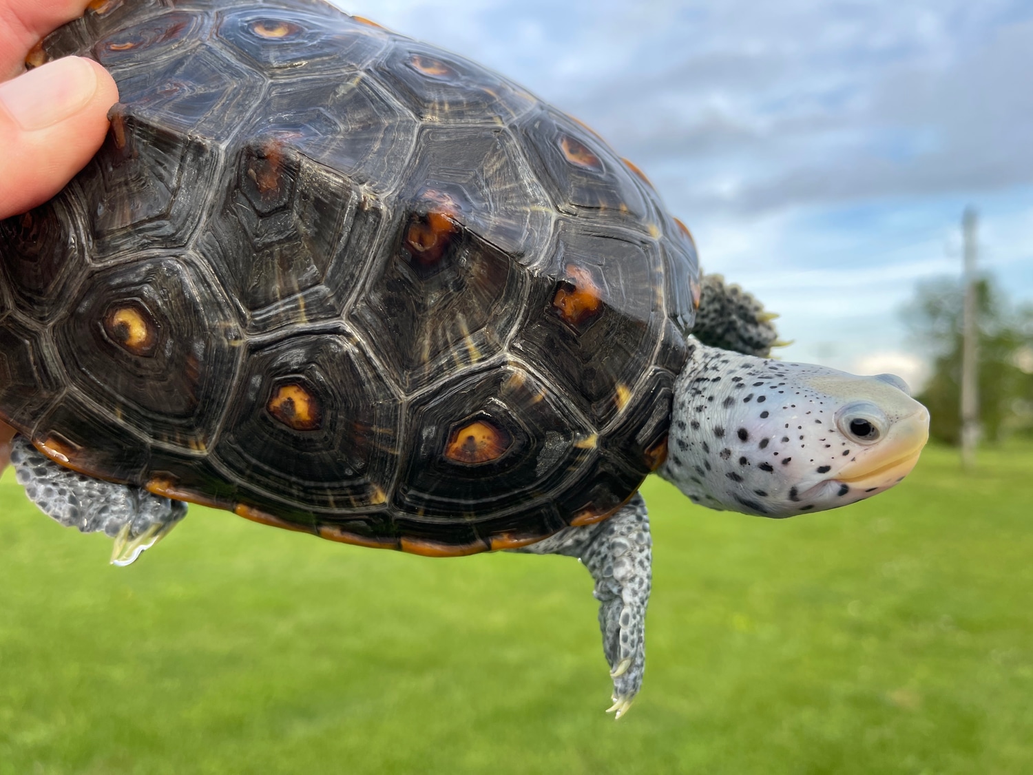 Ornate Diamondback Terrapin Box Turtles & Terrapin by JKterrapins ...
