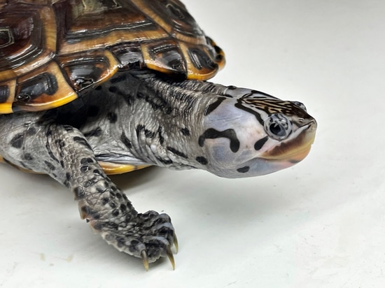 Blue Concentric Diamondback Terrapin by JKterrapins