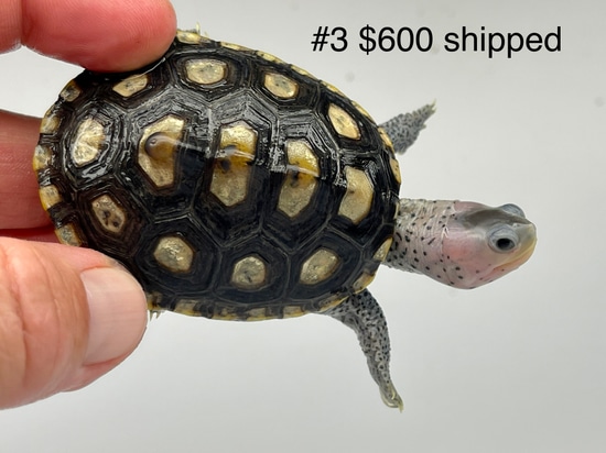 Ornate Diamondback Terrapin by JKterrapins