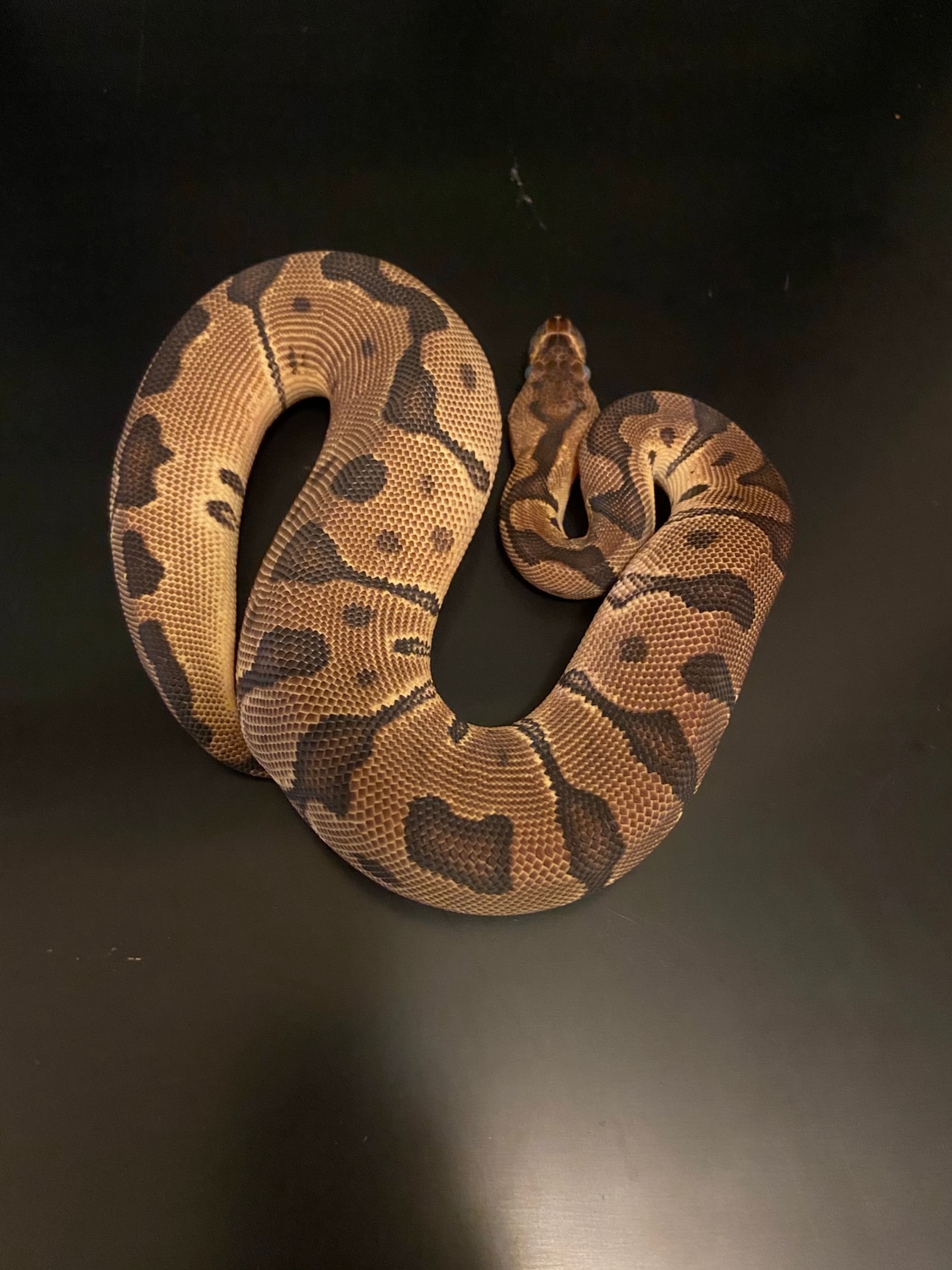 Enchi Clown 50% Het Pied Ball Python by JL Cresties - MorphMarket