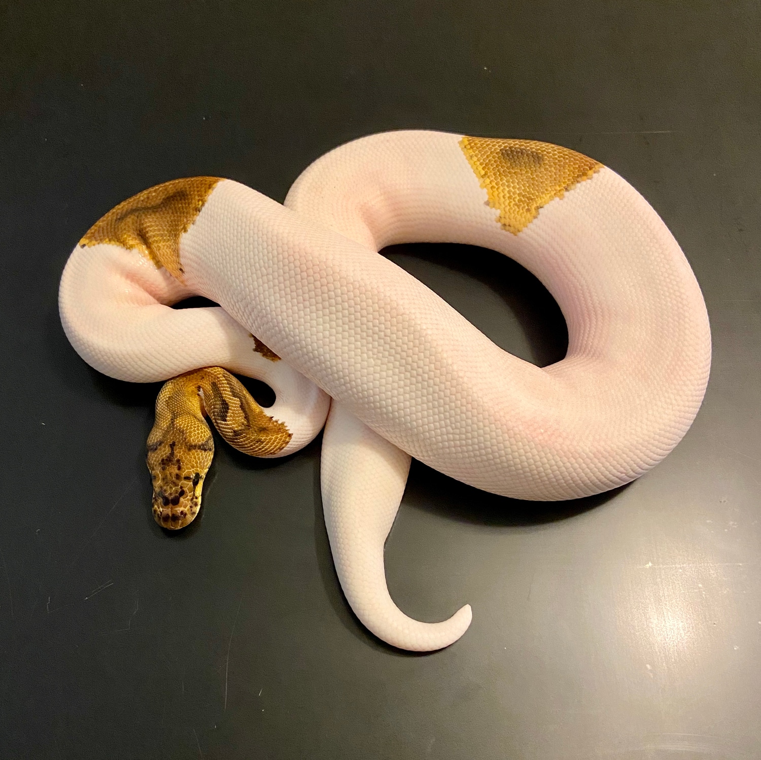 Clown Piebald Ball Python by JL Cresties - MorphMarket