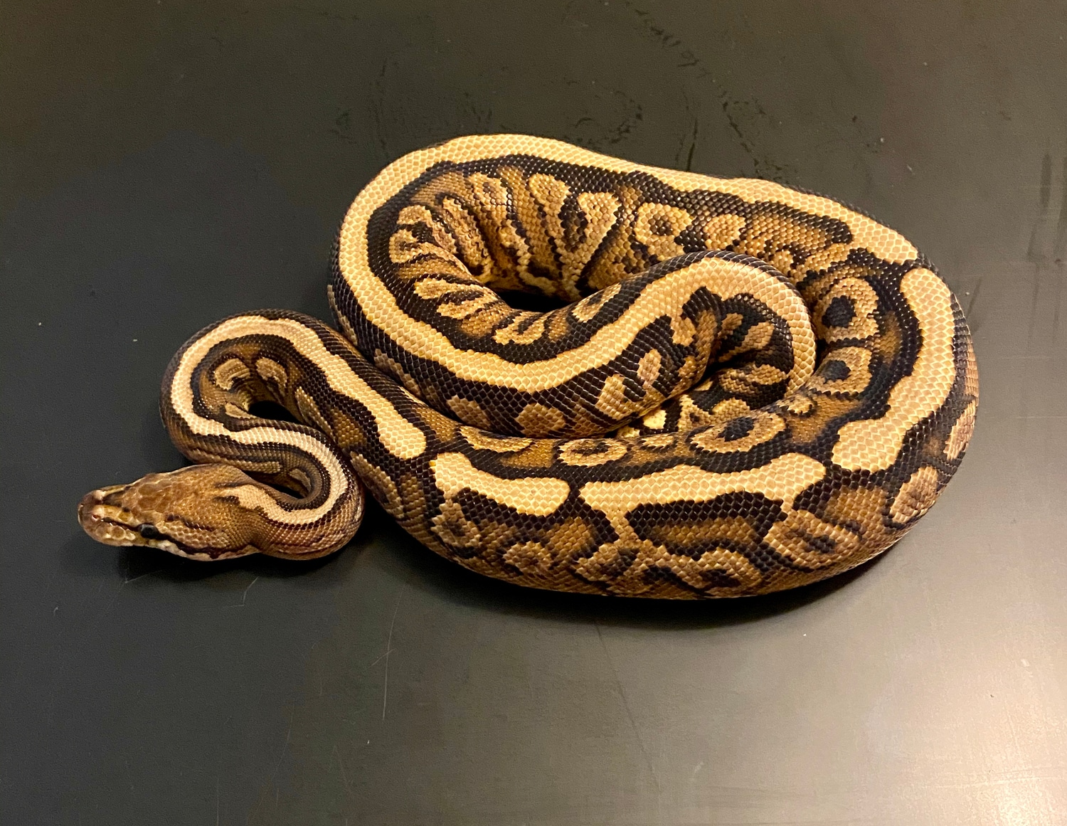 Black Pastel Spotnose Yellowbelly (Poss Red Stripe) 100% Het Clown Ball ...