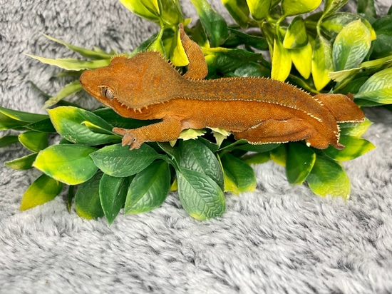Red Phantom Pinstripe Crested Gecko by JL Cresties