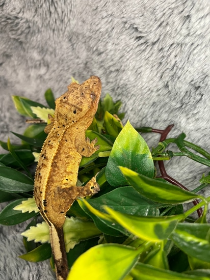 *SEPTEMBER SALE* C2 Tangerine Reverse Pinstripe Dalmatian Crested Gecko ...