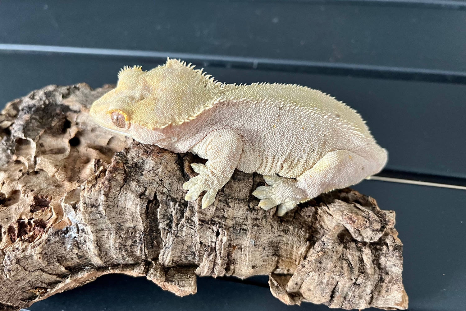 *SPOOKY SEASON SALE* Orange Patternless Dalmatian Crested Gecko by JL ...