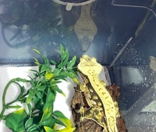 Yellow Super Stripe Crested Gecko by JL Cresties