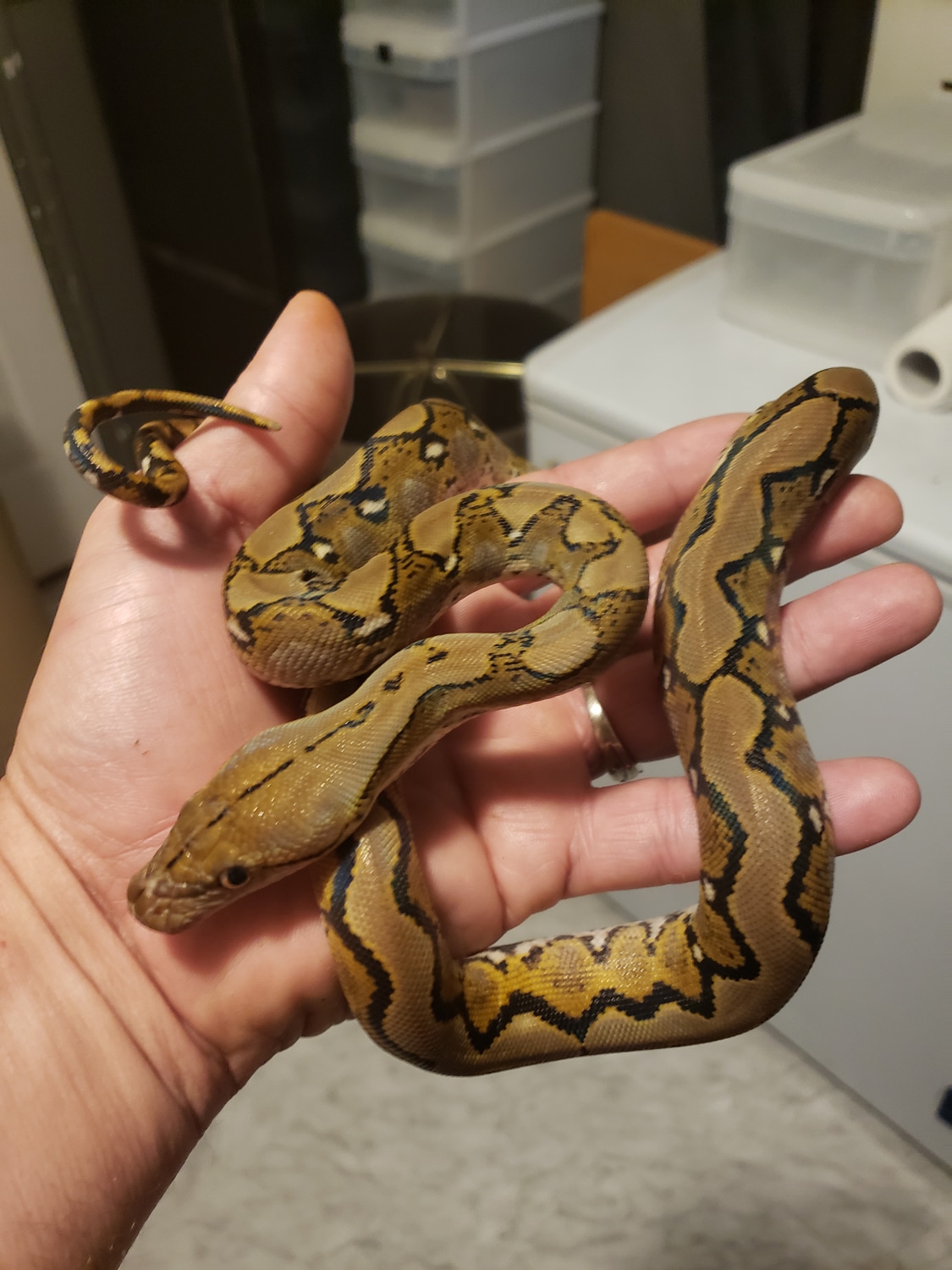 Sunfire *ON SALE FOR $200* Reticulated Python by Jim Kuroski - MorphMarket