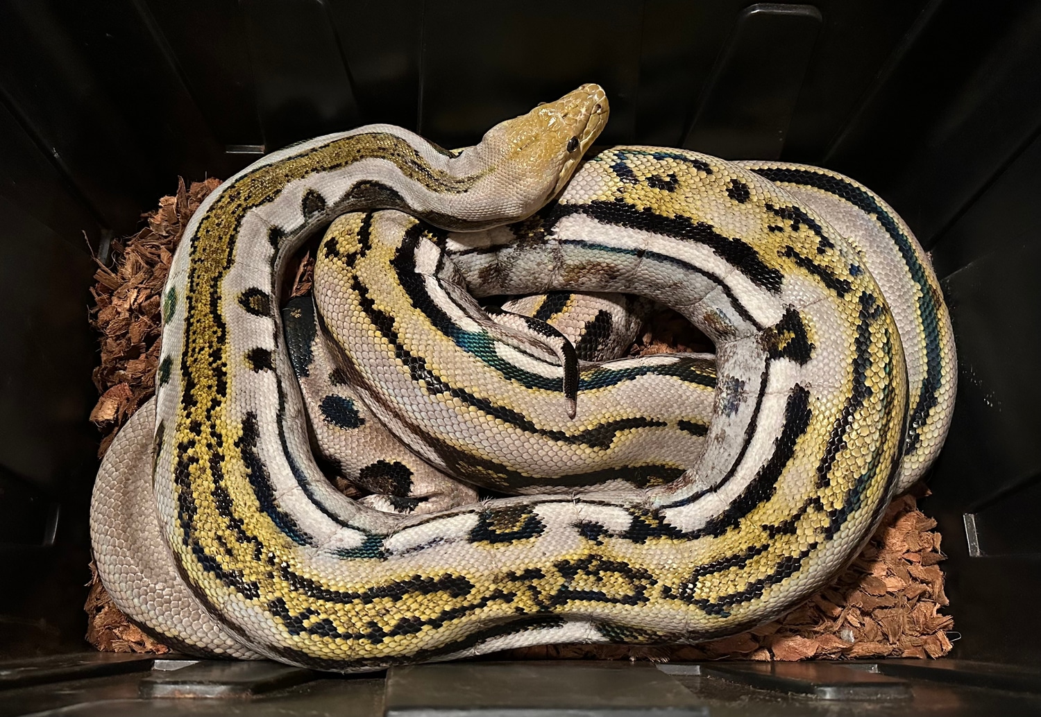 Adult Female Genetic Stripe 100% Het Purple Albino Reticulated Python ...