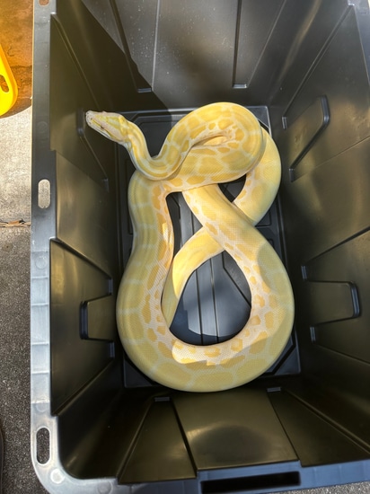 Pearl Het Patternless Burmese Python by Jim Kuroski