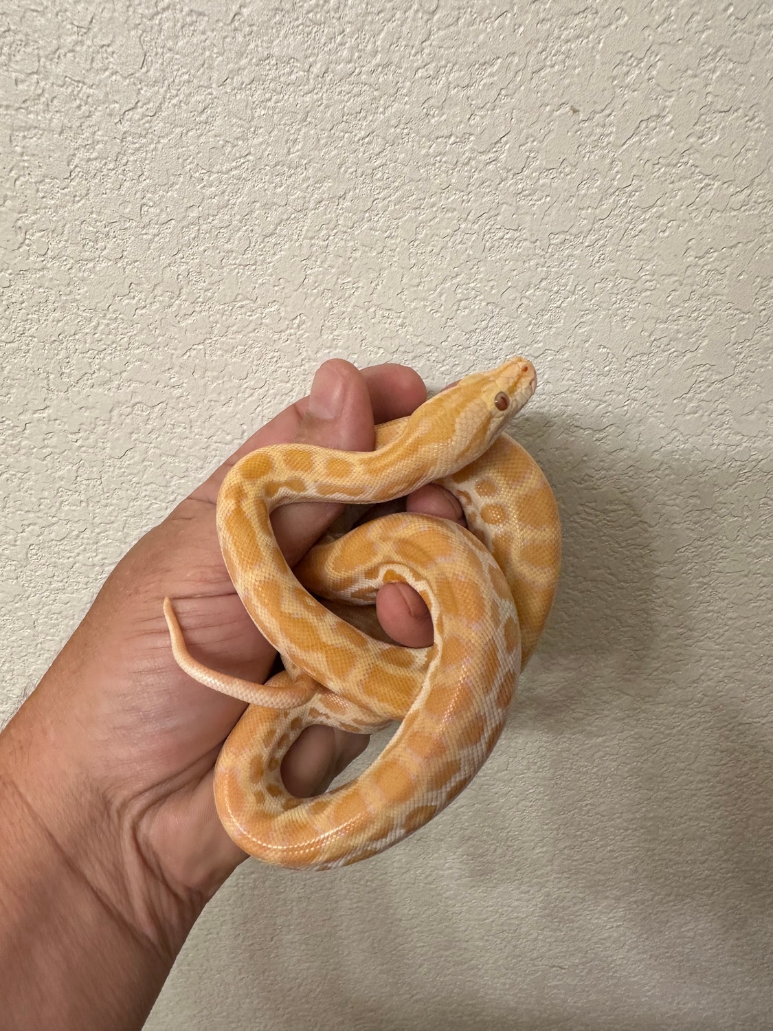 Pearl 66% Het Patternless Burmese Python by Jim Kuroski - MorphMarket