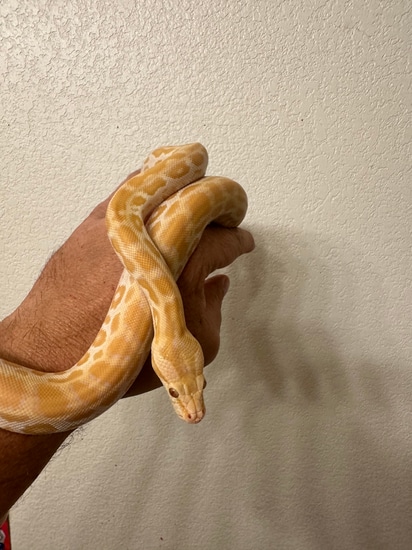 Albino 66% Het Patternless Burmese Python by Jim Kuroski