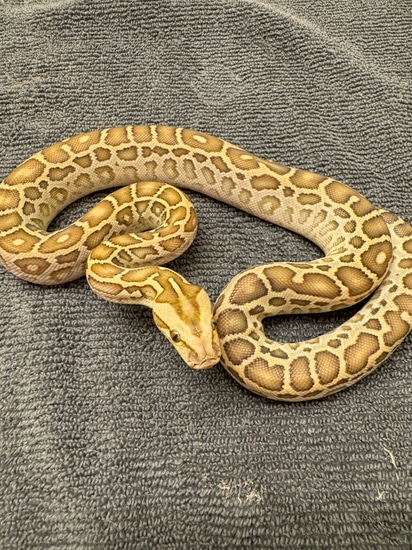 Hypo Het Albino 66% Het Patternless Burmese Python by Jim Kuroski