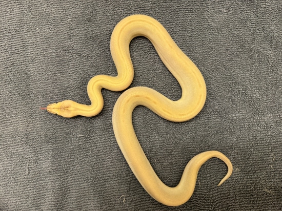 Hypo Patternless Het Albino Burmese Python by Jim Kuroski