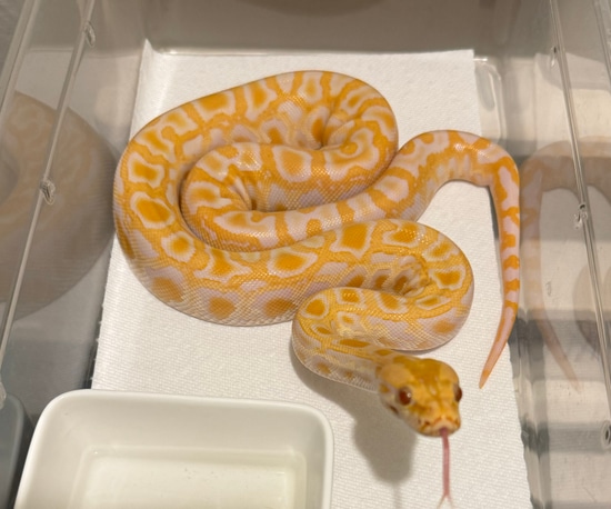 Albino 66% Het Patternless Burmese Python by Jim Kuroski