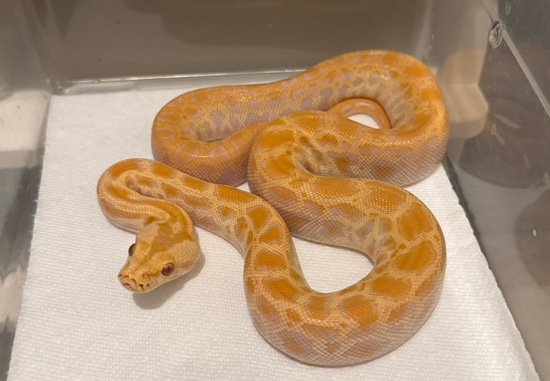 Albino 66% Het Patternless Burmese Python by Jim Kuroski