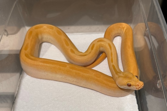 Albino Patternless Burmese Python by Jim Kuroski