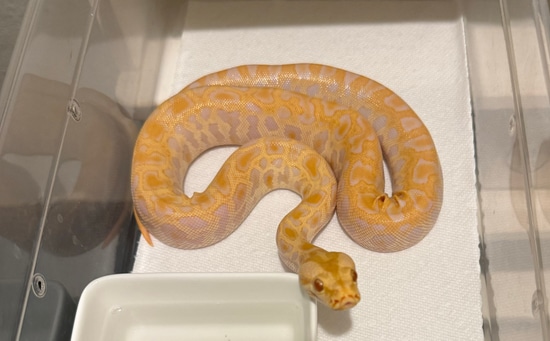 Albino 66% Het Patternless Burmese Python by Jim Kuroski