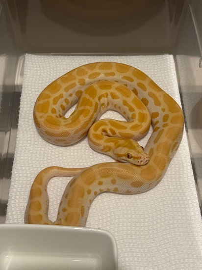 Pearl 66% Het Patternless Burmese Python by Jim Kuroski